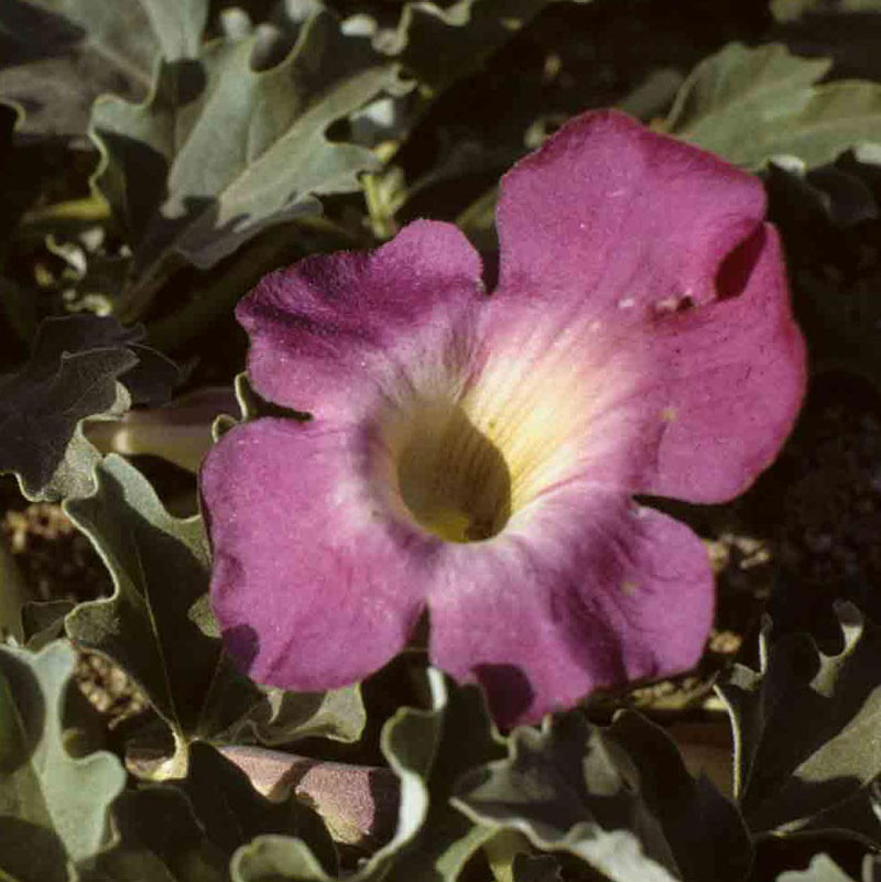 Devil's Claw (Harpagophytum procumbens) – Herbal Healing Inc